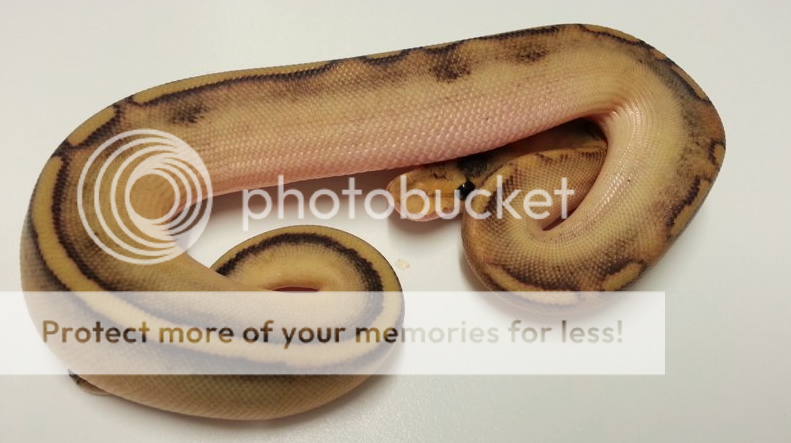 Royal Python Morph Thread (FAO Bladeblaster) | Reptile Forums