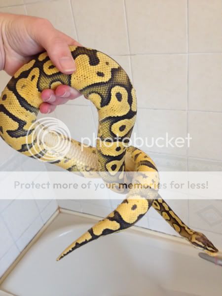 Royal Python Morph Thread (FAO Bladeblaster) | Page 6 | Reptile Forums